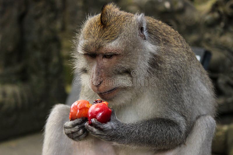 Macaco De Macaque Que Come A Fruta Imagem de Stock - Imagem de árvore ...
