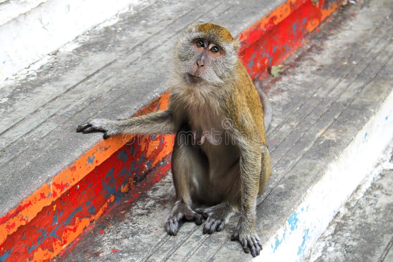 Macaco De Macaque Da Cauda Longa Imagem de Stock - Imagem de selvagem ...