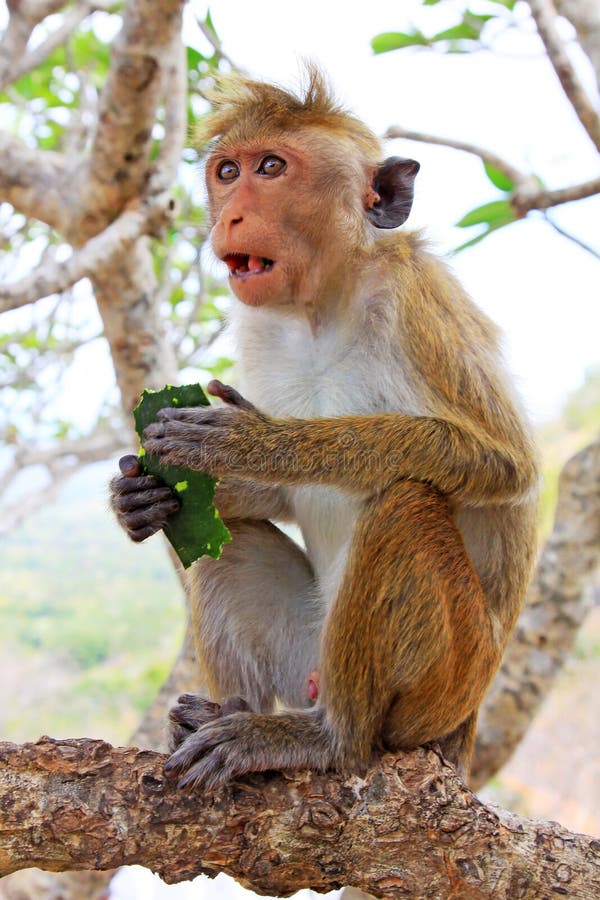 Macaco De Macaque Do Toque, Sri Lanka Foto de Stock - Imagem de fofofo ...
