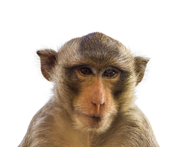 Macaco De Macaque No Fundo Branco Foto de Stock - Imagem de fundo ...