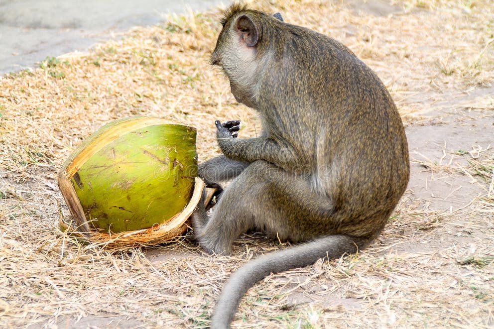 Macaco De Macaque Que Come Um Coco Com Dedos Pegajosos! Imagem de Stock ...