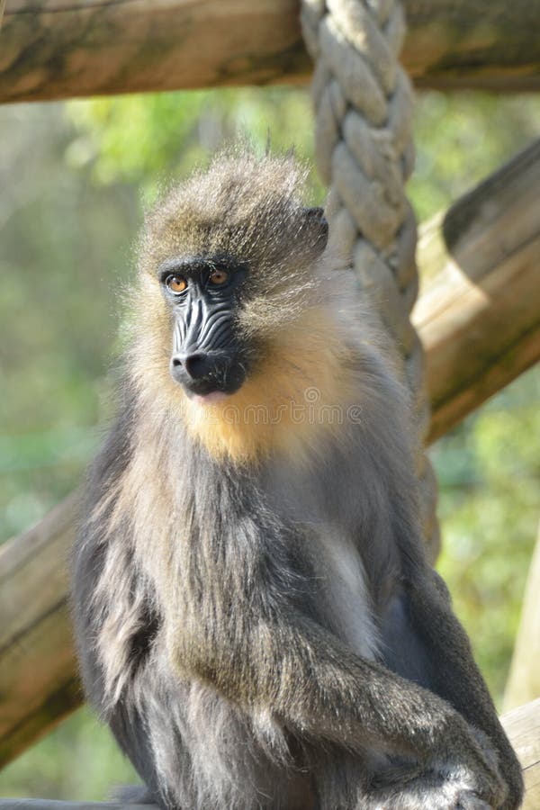 Macaco de Mandrill imagem de stock. Imagem de fofofo - 27033349