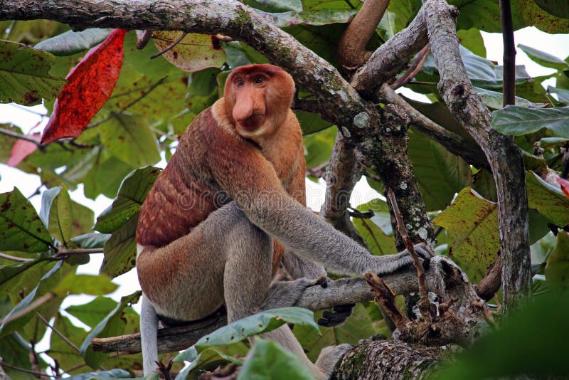 281 Fotos de Stock de Macaco Feio - Fotos de Stock Gratuitas e Sem ...