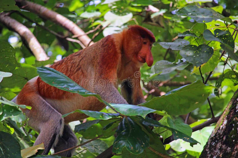 Macaco Com Dor No Rosto Estranha Foto de Stock - Imagem de verde ...