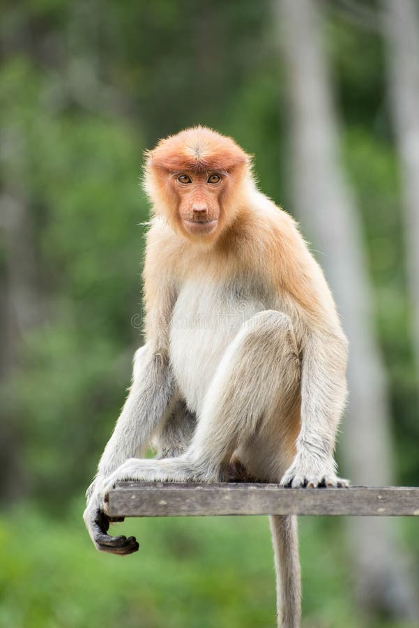 O Macaco De Probóscide Fêmea Com Um Bebê Do Salto Da árvore à árvore Na ...