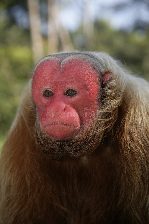 Macaco De Uakari, Calvus Do Cacajao, Foto de Stock - Imagem de madeira ...