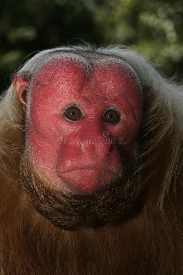 Macaco De Uakari, Calvus Do Cacajao, Imagem de Stock - Imagem de cara ...