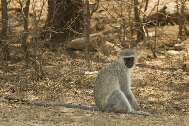 Macaco-vervet foto de stock. Imagem de norte, reserva - 3510424