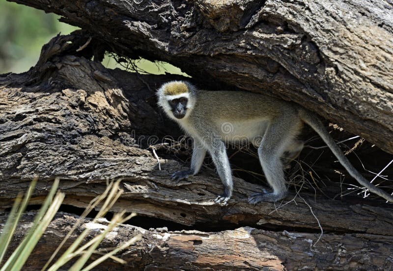 Macaco de Vervet foto de stock. Imagem de nave, fauna - 39090748
