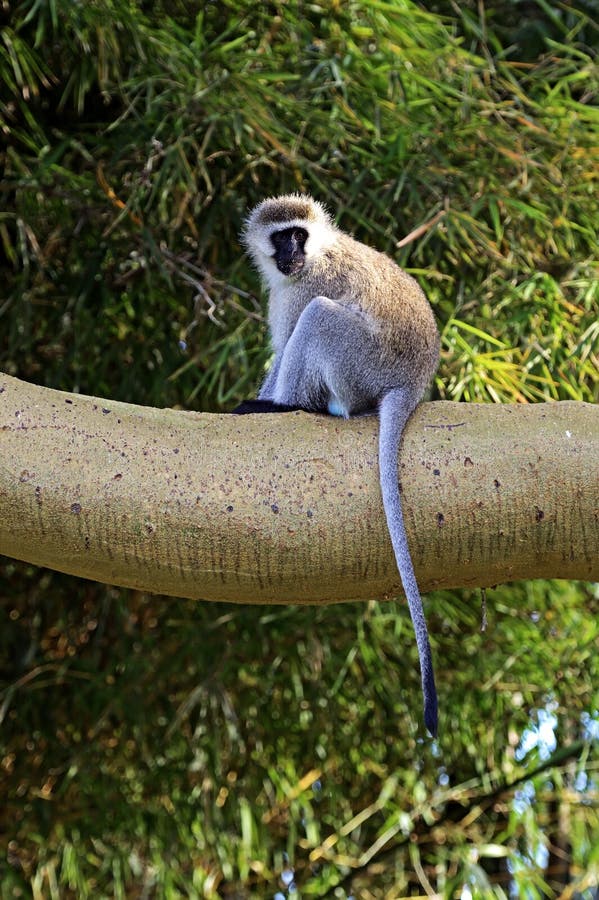 Macaco de Vervet no savana foto de stock. Imagem de lago - 68449308