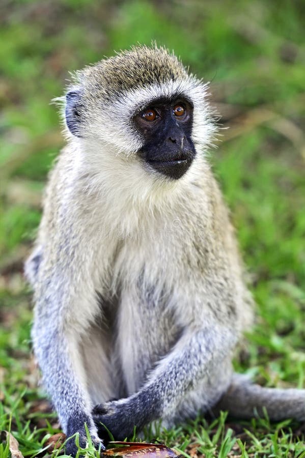 Macaco de Vervet no savana foto de stock. Imagem de lago - 68449308
