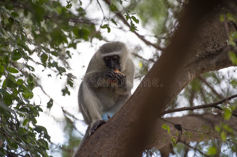 Macaco De Vervet Ou Macaco Do Velho Mundo Imagem de Stock - Imagem de ...