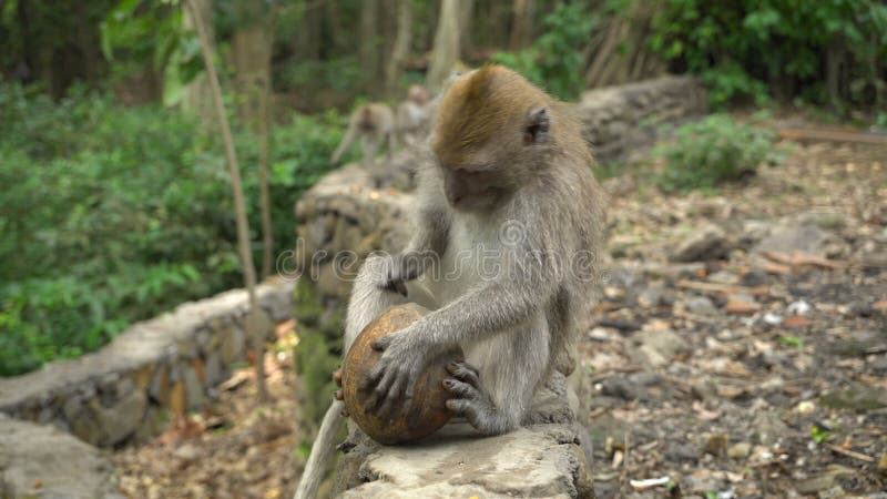 Macaco Descansando En Un Parque Jugando Con Coco Metrajes - Vídeo de ...