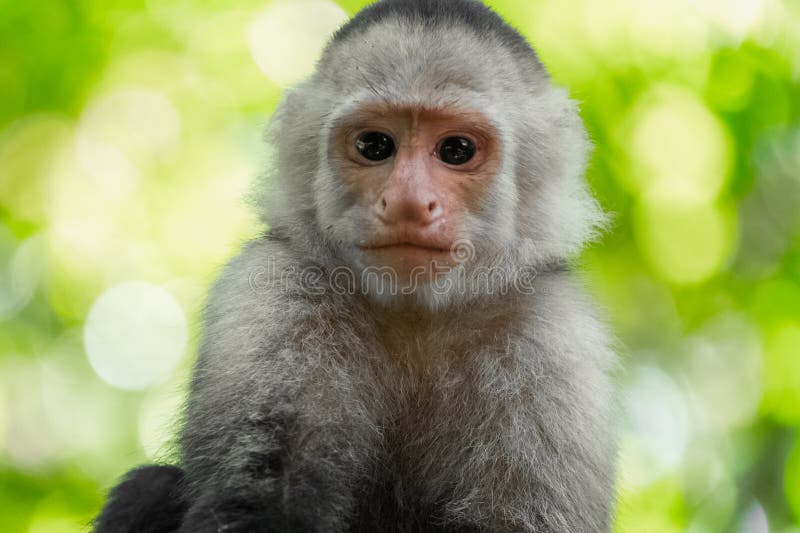 Macaco Dirigido Branco Do Capuchin Imagem de Stock - Imagem de floresta ...