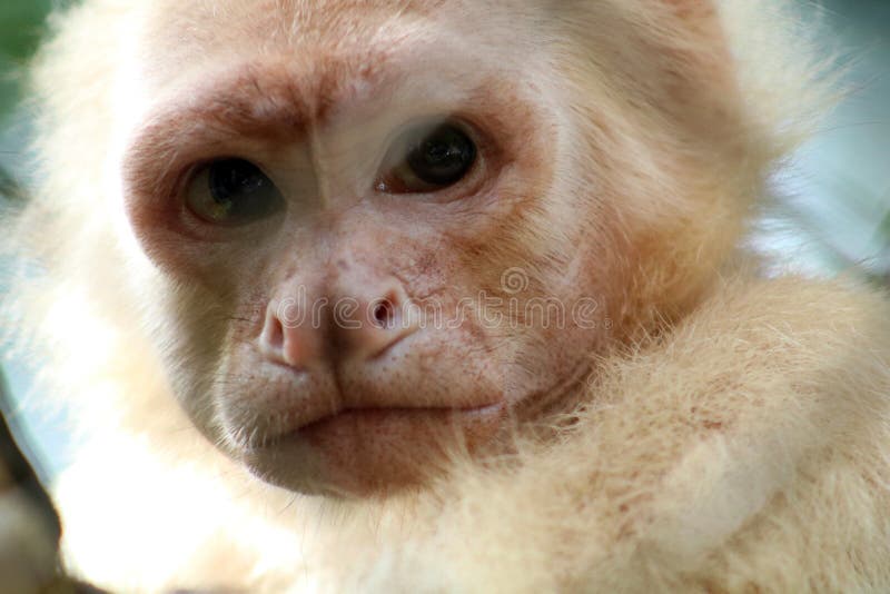 Macaco Branco-dirigido Do Capuchin Foto de Stock - Imagem de macaco ...