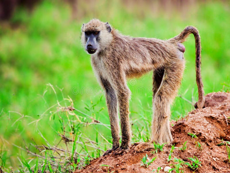 Macaco Do Babuíno Na Natureza Selvagem De África Foto de Stock - Imagem ...