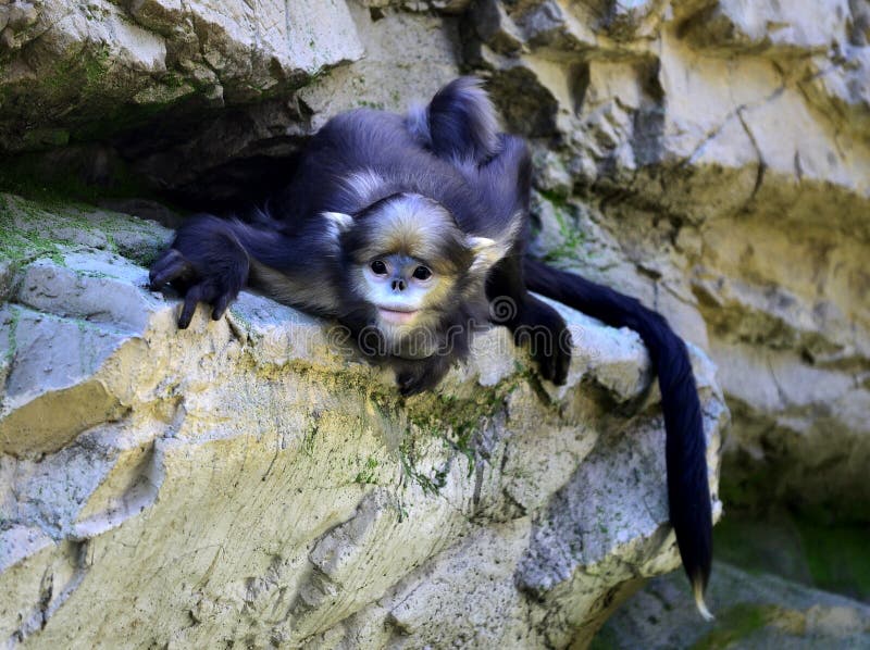 Macaco Do Desprezo-nariz De Yunnan Imagem de Stock - Imagem de selvagem ...