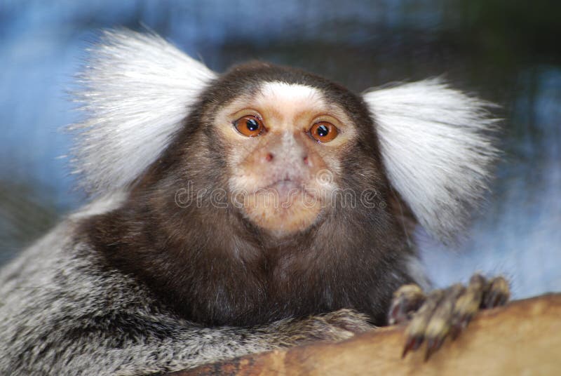 Macaco do sagui foto de stock. Imagem de fofofo, pouco - 49382178