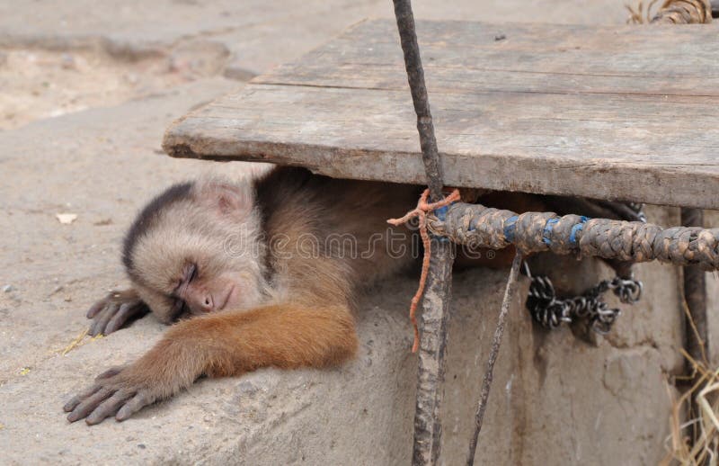 Macaco do sono imagem de stock. Imagem de acorrentado - 18109617