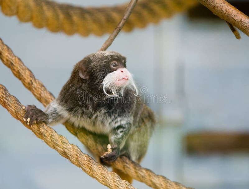 Tamarin Do Imperador - Imperator De Saguinus Imagem de Stock - Imagem ...