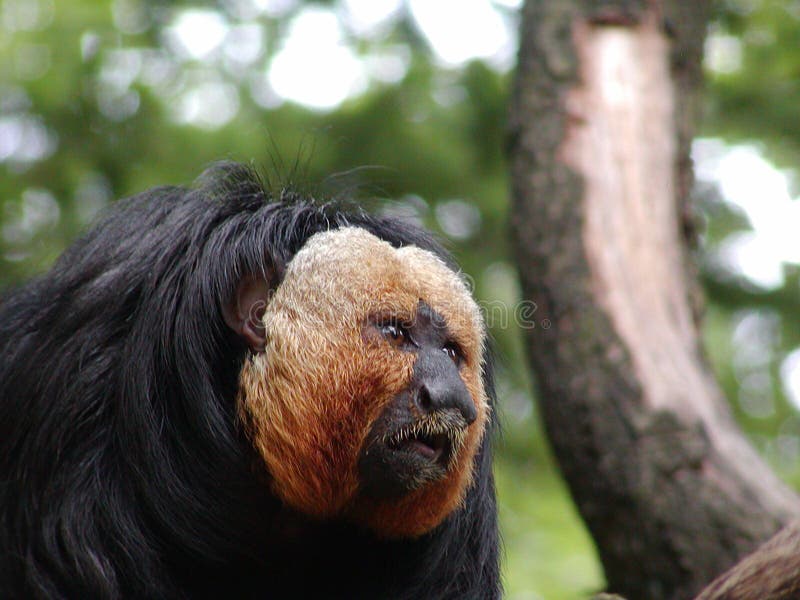 Macaco dourado da barba imagem de stock. Imagem de nariz - 204445