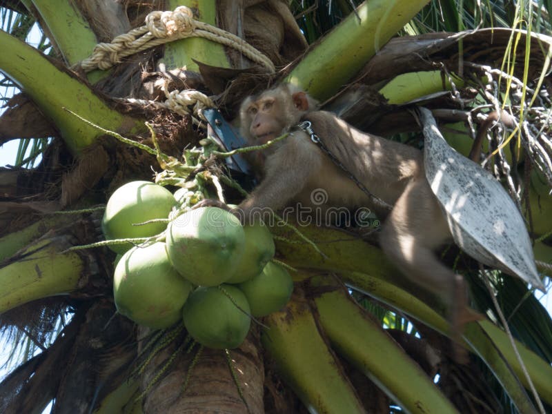 O macaco come o coco imagem de stock. Imagem de selvagem - 28291243