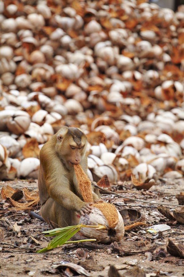 O macaco come o coco imagem de stock. Imagem de selvagem - 28291243