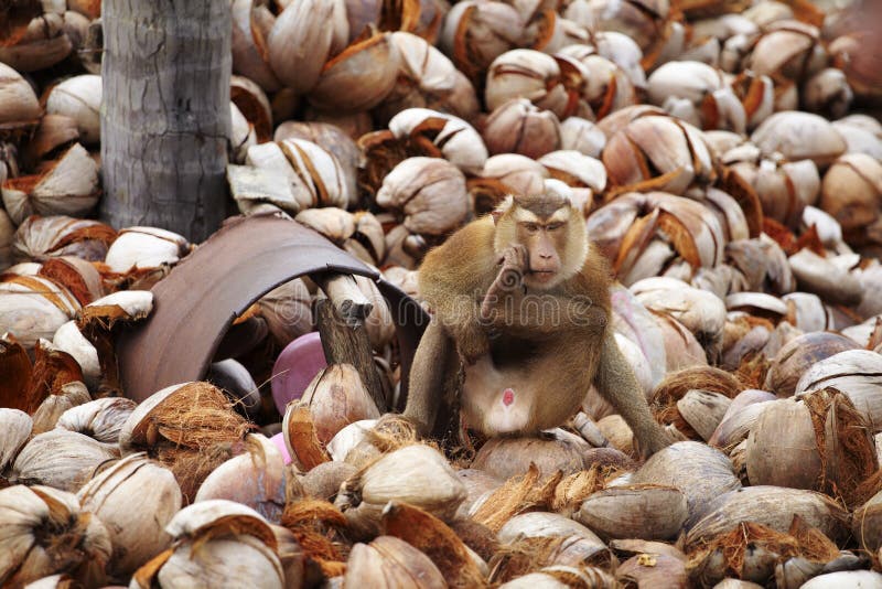 Macaco e muito coco imagem de stock. Imagem de grupo - 39746393