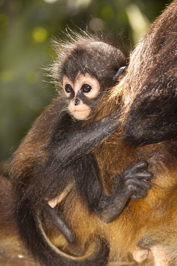 Macaco em México imagem de stock. Imagem de cuidado, cabeleira - 18512981