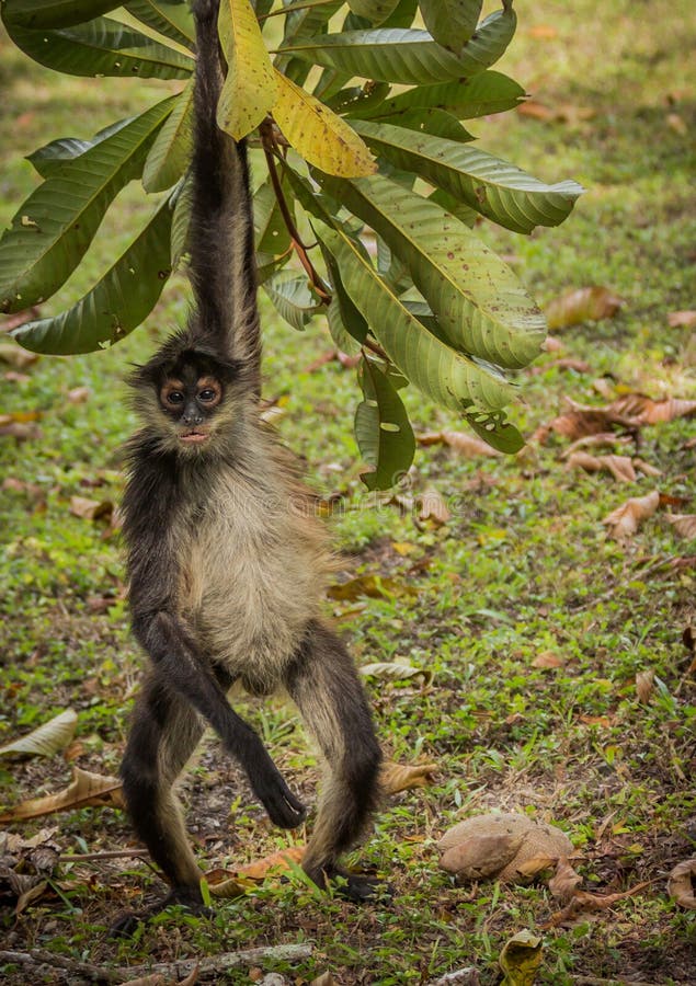 Macaco em México imagem de stock. Imagem de cuidado, cabeleira - 18512981