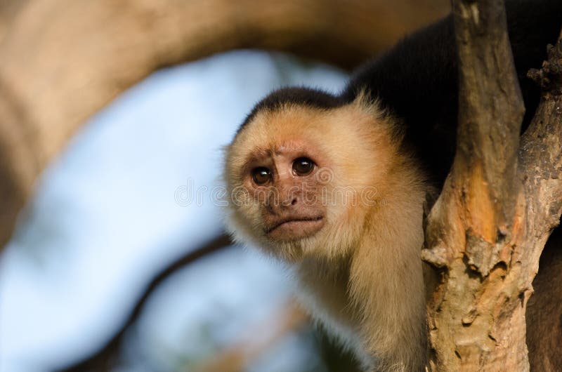 Macaco engraçado foto de stock. Imagem de branco, honduras - 18045710