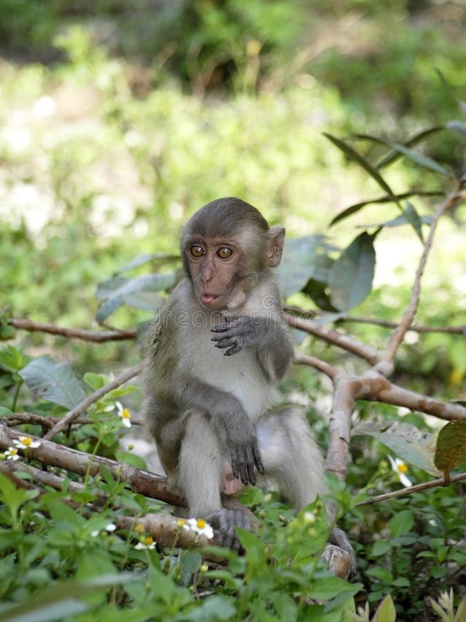 Macaco engraçado foto de stock. Imagem de olhos, tronco - 28515362