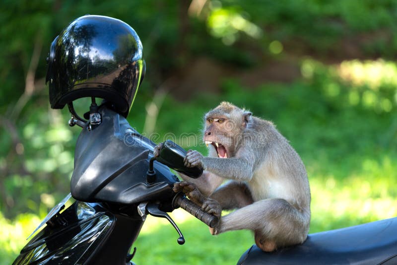 Macaco engraçado de Crzay imagem de stock. Imagem de animal - 127572173