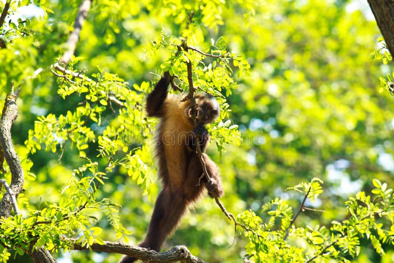 Macaco engraçado na árvore foto de stock. Imagem de animais - 14489706