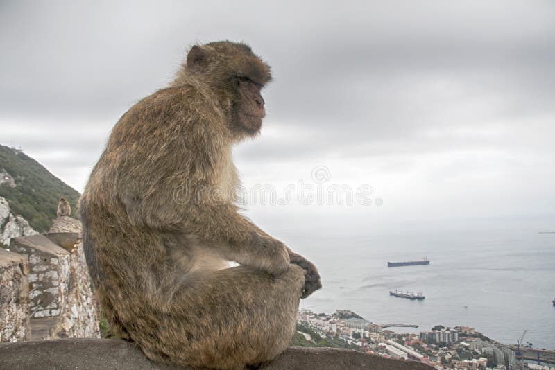 Macaco Famoso Da Rocha De Gibraltar Imagem de Stock - Imagem de primata ...