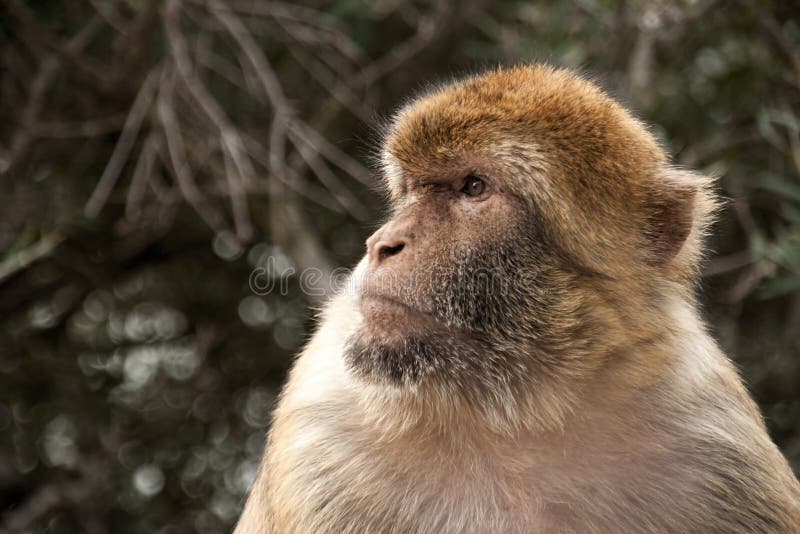 Macaco Famoso Da Rocha De Gibraltar Imagem de Stock - Imagem de primata ...