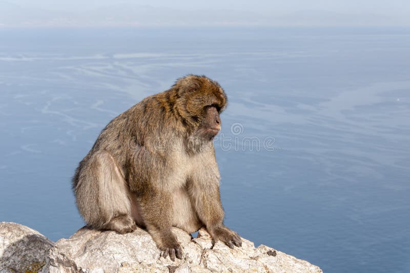 Macaco Famoso Da Rocha De Gibraltar Imagem de Stock - Imagem de primata ...
