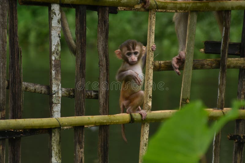 Macaco Giro Sentado Numa Cerca De Bambu . Vida Selvagem . Macaco . Foto ...