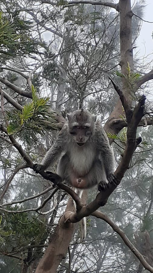 Macaco Grande Na árvore Olhando Para a Comida Foto de Stock - Imagem de ...