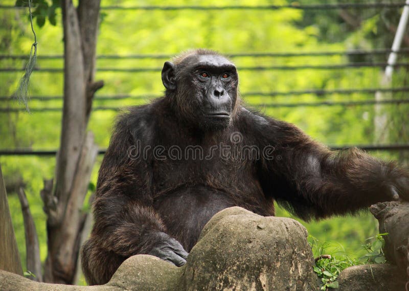 Macaco grande na rocha foto de stock. Imagem de câmara - 26622008