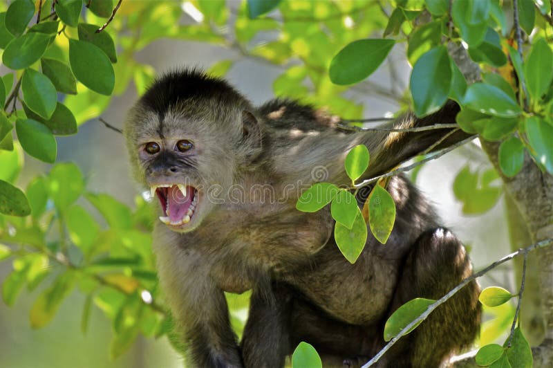Macaco gritando foto de stock. Imagem de irritado, gritar - 72266298