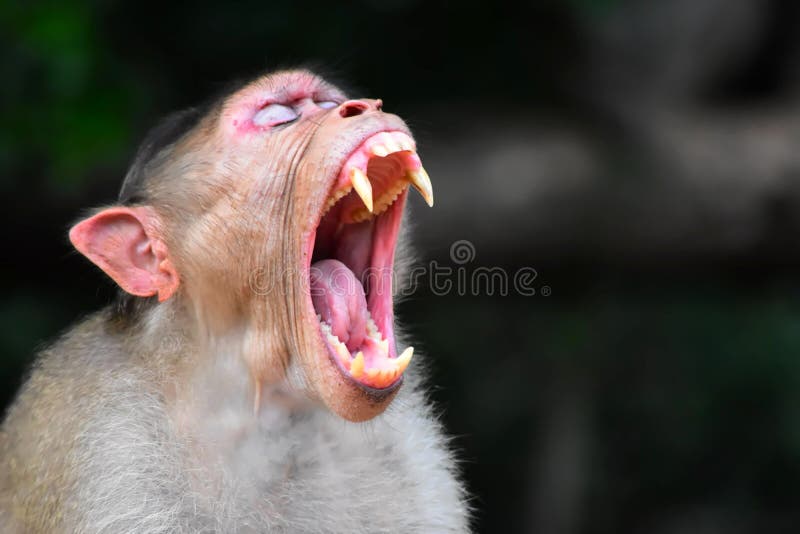 Macaco gritando foto de stock. Imagem de irritado, gritar - 72266298