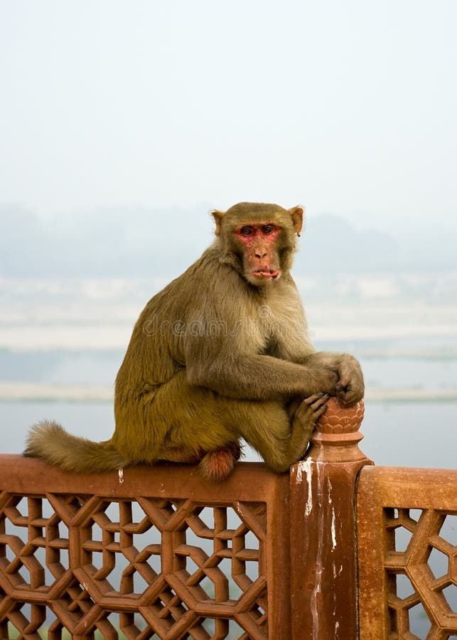 Macaco indiano foto de stock. Imagem de destino, doce - 4470812