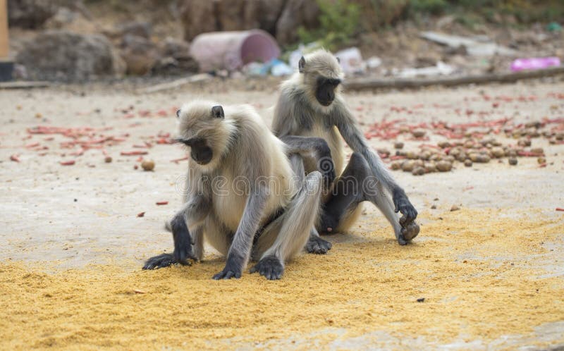 Macaco indiano foto de stock. Imagem de coma, fêmea - 153020960