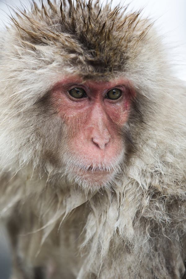 Macaco japonês da neve imagem de stock. Imagem de habitat - 47038755