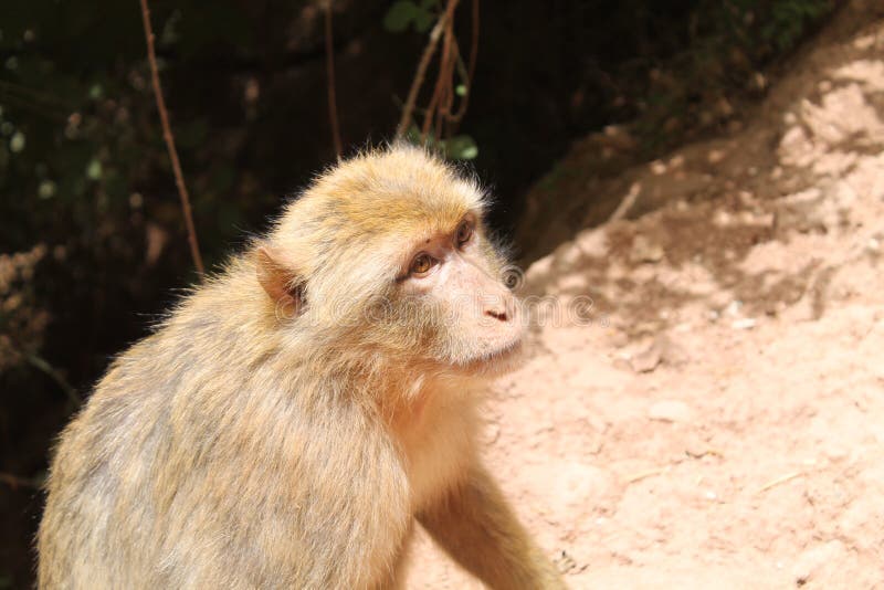 Macaco Marrakech Monkey Stock Photos - Free & Royalty-Free Stock Photos ...