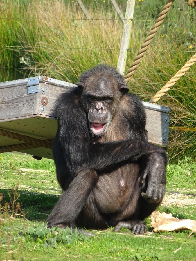 Macaco mal-humorado foto de stock. Imagem de selvagem - 133921906