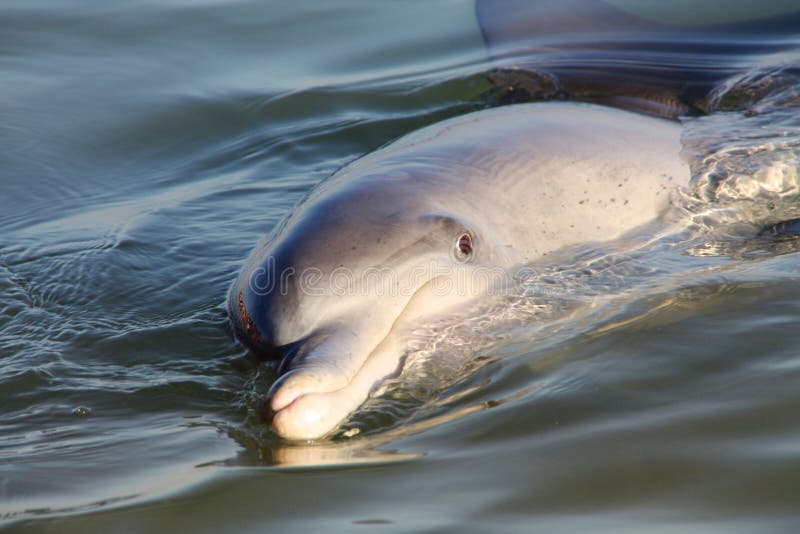 Macaco Mia Dolphin foto de stock. Imagem de macaco, marinho - 31222634