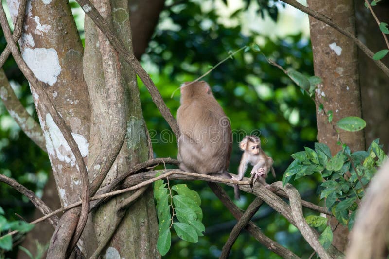Macaco Monkey Baby in the Natural Forest, Animal in Nature Stock Image ...