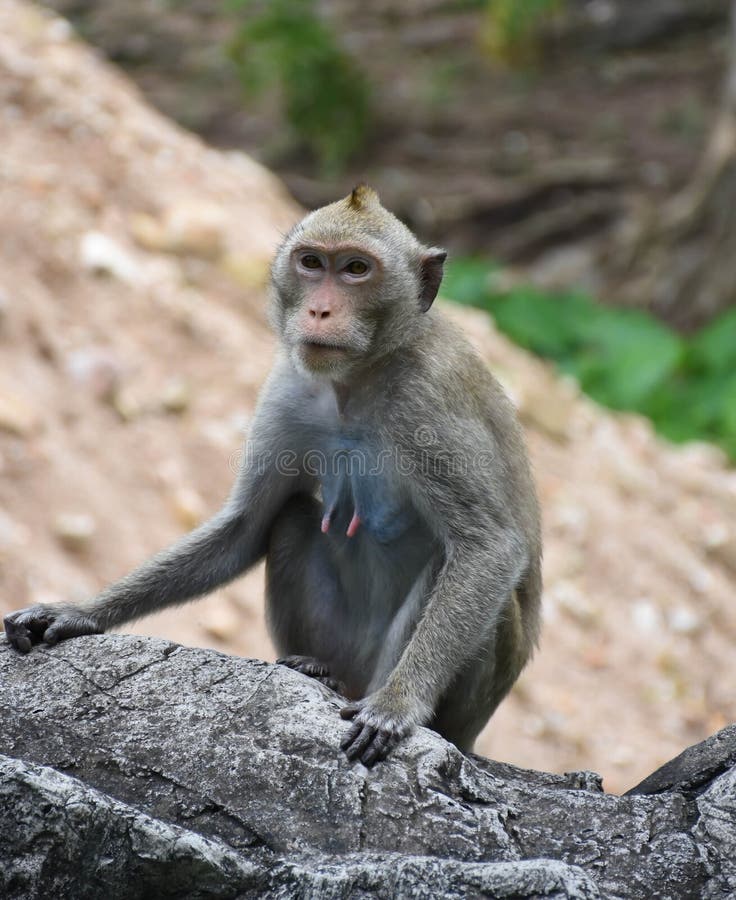 Macaco Na Cerca Da Rocha No Retrato Imagem de Stock - Imagem de sozinho ...